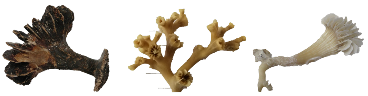 Climate history of the Galápagos platform – Galápagos Deep 2023 Expedition